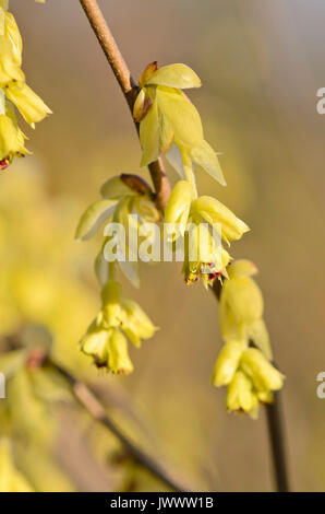Spike Winter Hazel Stock Photo - Alamy