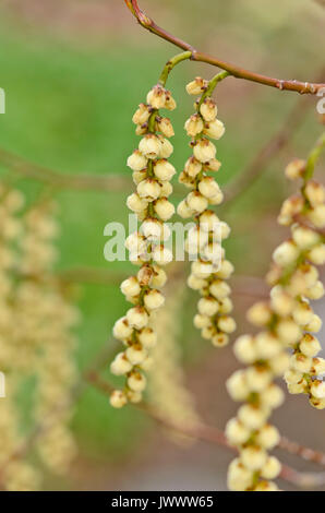 Stachyurus praecox, Stachyurus praecox Stock Photo - Alamy