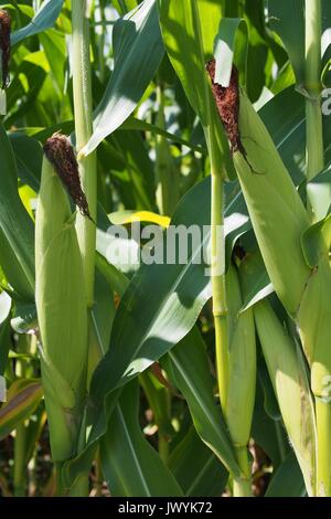 Maize plants with maize ears on a maize field Stock Photo: 102624599 ...
