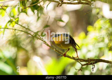 Golden collared manakin known as Manacus vitellinus in a tree Stock ...