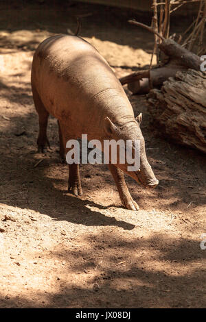 North sulawesi babirusa (Babyrousa celebensis), adult, juvenile ...