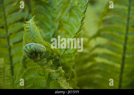 Fern unrolling a new frond. New growth in spring. Ferns renewal ...