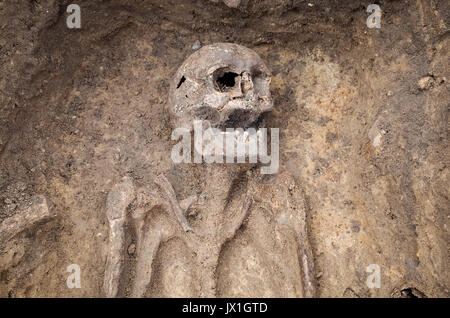 Archaeological excavation with skeletons and skulls still half buried ...