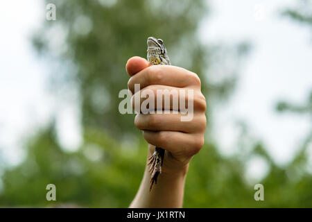 A Common Frog sits proudly in the summer sun in the yard of an English ...