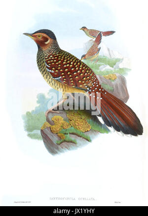 Ianthocincla ocellata, Spotted Laughing Thrush, Woodcocks, Corvids ...
