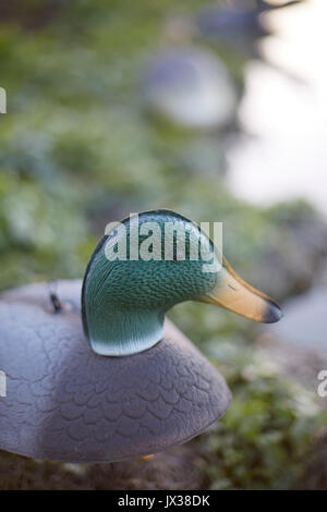 Fake Plastic Ducks for Hunting Stock Photo - Alamy