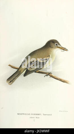 Nesotriccus ridgwayi - Cocos Flycatcher Stock Photo - Alamy