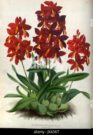 Orchidaceae: illustrations and studies of the family Orchidaceae ...