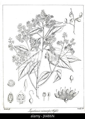 Lagerstroemia microcarpa Govindoo Stock Photo - Alamy