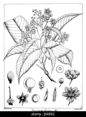 Stemonoporus gardneri Govindoo Stock Photo - Alamy