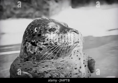 In the water floats a young seal Stock Photo - Alamy