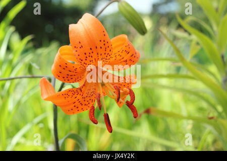 Lilium Davidii 'Willmottiae' variety, also known as David's lily, in ...