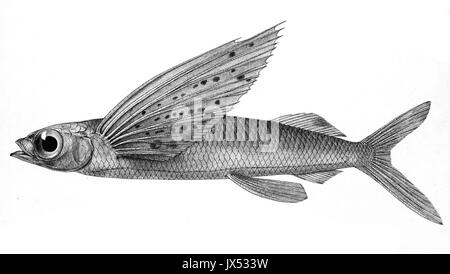 Exocoetus poecilopterus Mintern 120 Stock Photo - Alamy