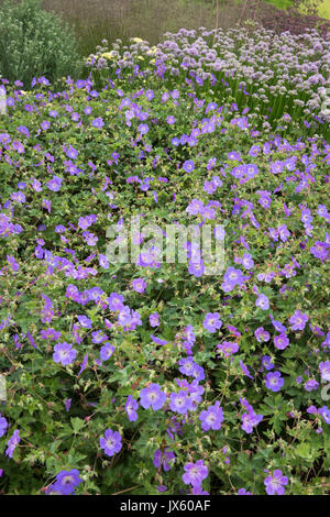 Geranium 'Johnson's Blue' - Cranesbill in rock edged mulch border in ...