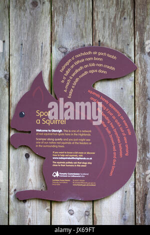 Siberian Red Squirrel (Sciurus vulgaris exalbidus) Mammalia Stock Photo ...