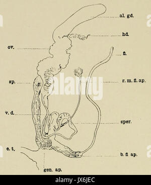 Genitalia of Buliminus (Achatinelloides) socotorensis Stock Photo - Alamy