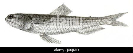 Saurus myops Day 117 Stock Photo - Alamy