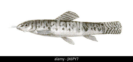 Nemacheilus aureus Day 156 Stock Photo - Alamy