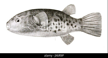 Tetrodon fluviatilis Achilles 183 Stock Photo - Alamy