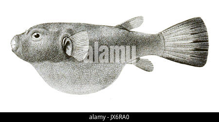 Tetrodon immaculatus Achilles 183 Stock Photo - Alamy