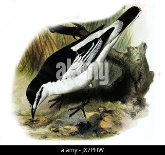 Lalage leucopygialis Smit Stock Photo - Alamy