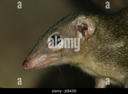 Belanger's Tree Shrew / Northern Tree Shrew (tupaia belangeri Stock ...
