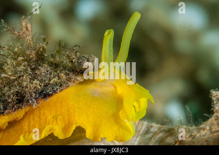 yellow umbrella slug (Tylodina perversa) on the sea floor, L'Escala ...