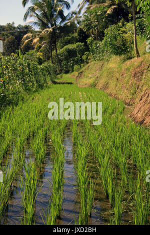 Rice filed and rice terrace on Bali, Indonesia Stock Photo - Alamy