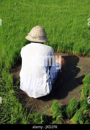 rice seedling in paddy farm Stock Photo - Alamy