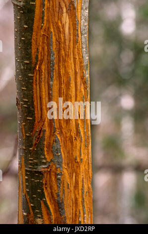 Red alder forest along Cape Creek, Cape Perpetua Scenic Area, Siuslaw ...