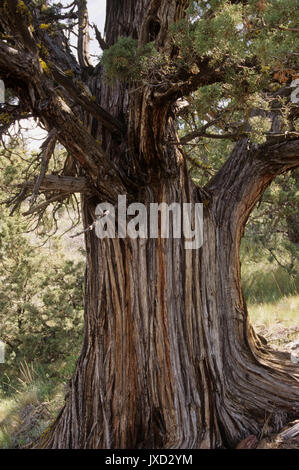 Western Juniper (Juniperus occidentalis) on granite summit at sunrise ...