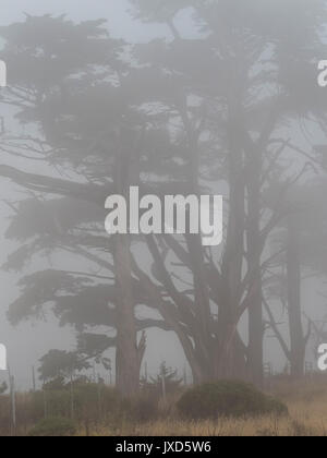 trees in fog at pt reyes national seashore, ca us Stock Photo - Alamy