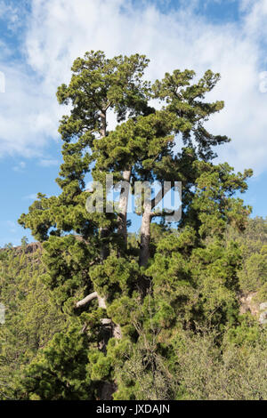 Pino Gordo, biggest Canary Island pine (Pinus canariensis) tree in the ...