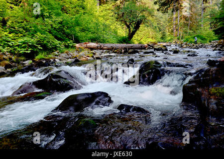 Olympic National Park has three distinct ecosystems which are sub ...