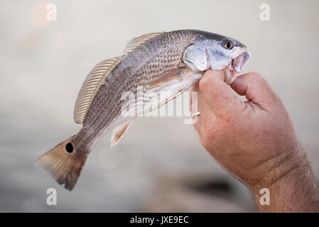 A red drum or redfish (Sciaenops ocellatus) with multiple spots caught ...
