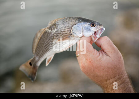 Young Redfish Caught in Gulf of Mexico Stock Photo - Alamy