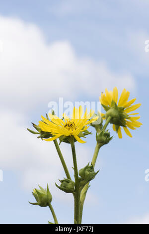 Yellow flowers heads of Silphium laciniatum or compass plant growing in ...