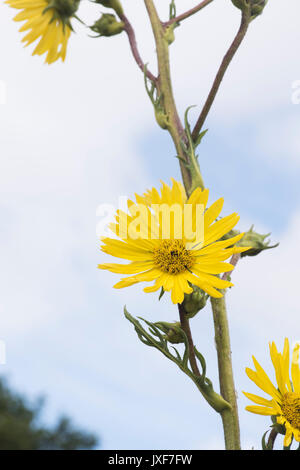 Yellow flowers heads of Silphium laciniatum or compass plant growing in ...