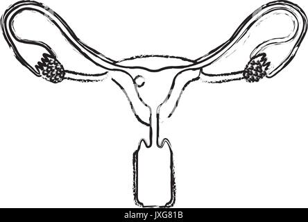 monochrome silhouette of female reproductive system ovaries with fetus ...