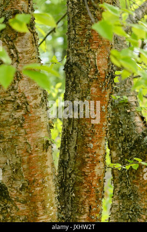 Birch bark (Betula), Betulaceae Stock Photo - Alamy