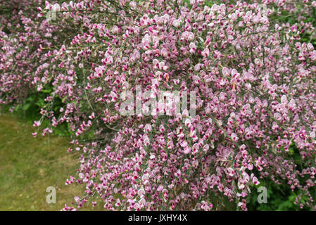 Cytisus 'Mrs Norman Henry', broom red and white flower flowers garden ...