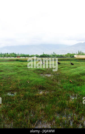 Animals with natural landscape near Shey Palace located at Leh Ladakh ...