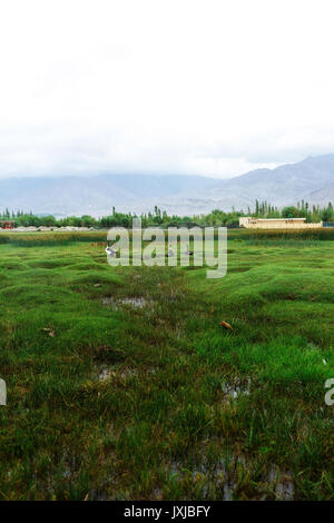 Animals with natural landscape near Shey Palace located at Leh Ladakh ...