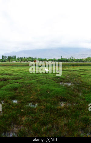 Animals with natural landscape near Shey Palace located at Leh Ladakh ...