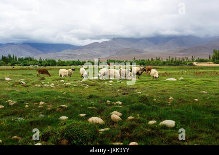 Animals with natural landscape near Shey Palace located at Leh Ladakh ...