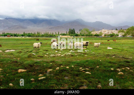 Animals with natural landscape near Shey Palace located at Leh Ladakh ...