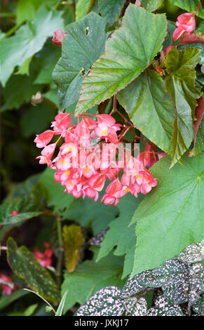 Begonia 'Lucerna' flowers Stock Photo - Alamy