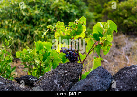 The Wild Grape Vine ,Vitis riparia on a river bank in Wisconsin Stock ...