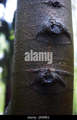 green moss close-up after a summer rain Stock Photo - Alamy