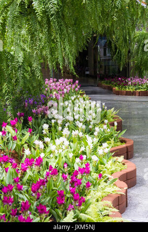 UB sunrise curcuma hybrid (Zingiberaceae Stock Photo - Alamy